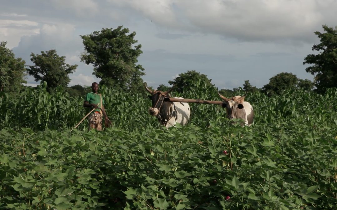 La culture du Coton du Burkina Faso - Afrika Tiss