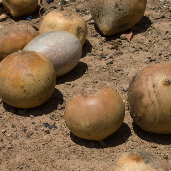 La calebasse africaine, un fruit aux multiples usages - Afrika Tiss